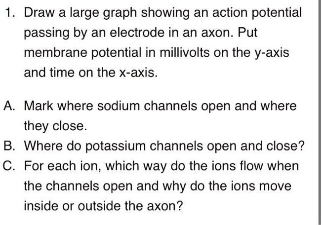 SOLVED: 1. Draw a large graph showing an action potential passing by an ...