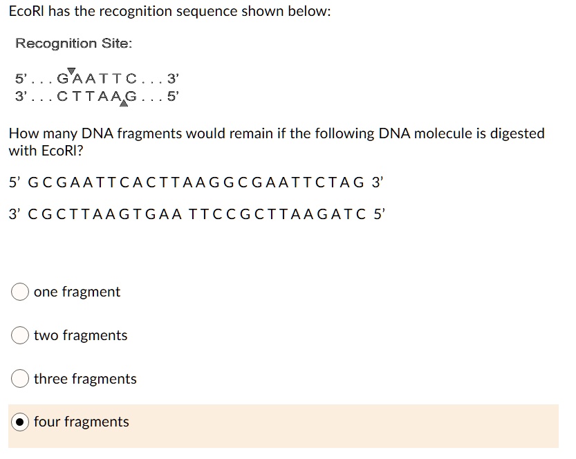 How Many Dna Fragments Are In The Following Strand After It Is Digested With Ecori Ecori Has The