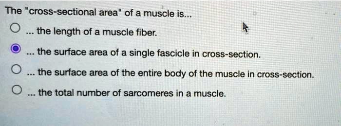 The "cross-sectional area" of a muscle is... ... the length of a muscle ...