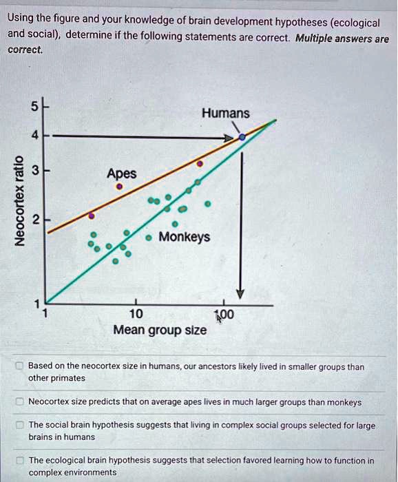 using the figure and your knowledge of brain development hypotheses ...