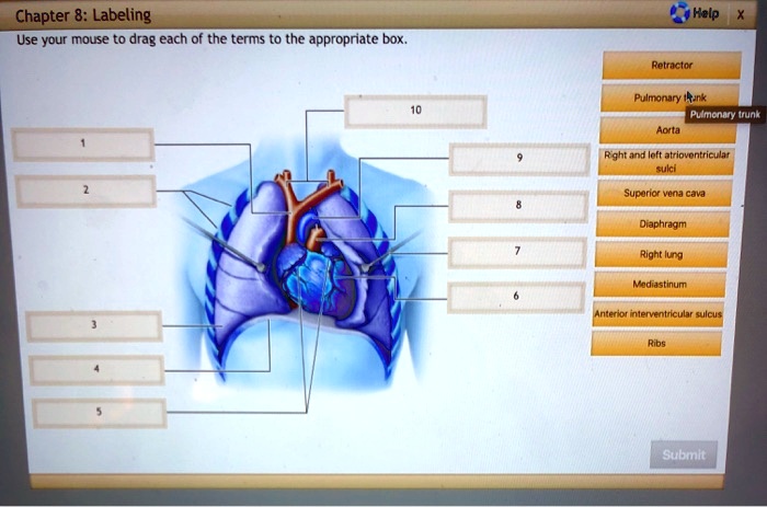 SOLVED: Chapter 8: Labeling Use your mouse t0 drag each of the terms to ...