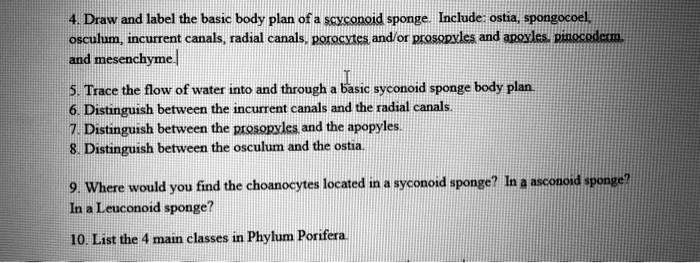draw and label the basic body plan of scyconoid sponge include ostia ...