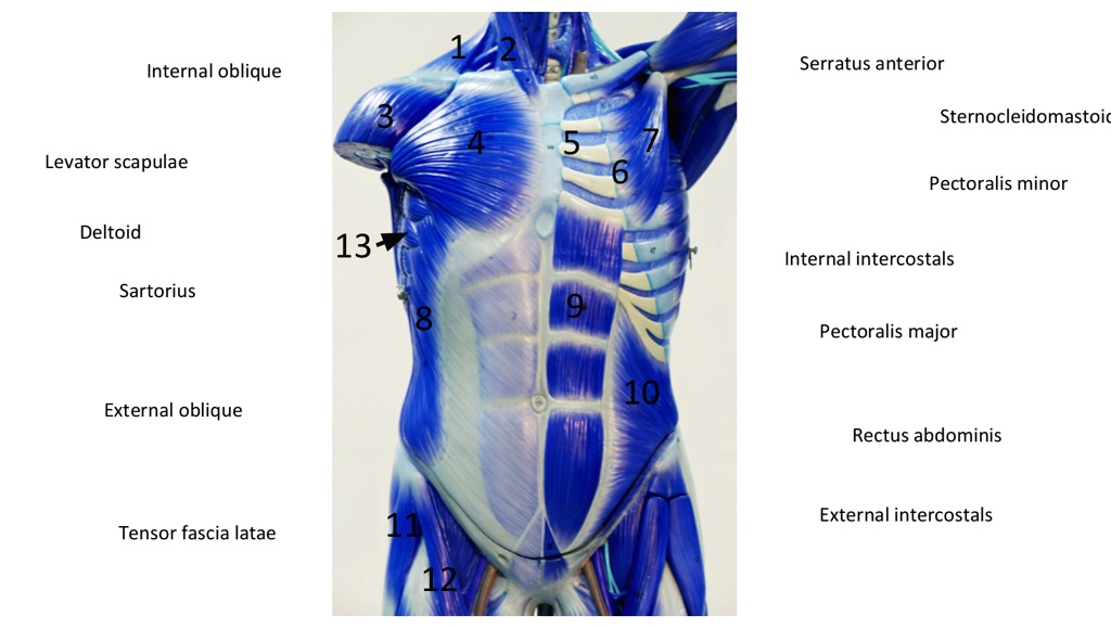 SOLVED: Internal oblique Serratus anterior Sternocleidomastoid Levator ...