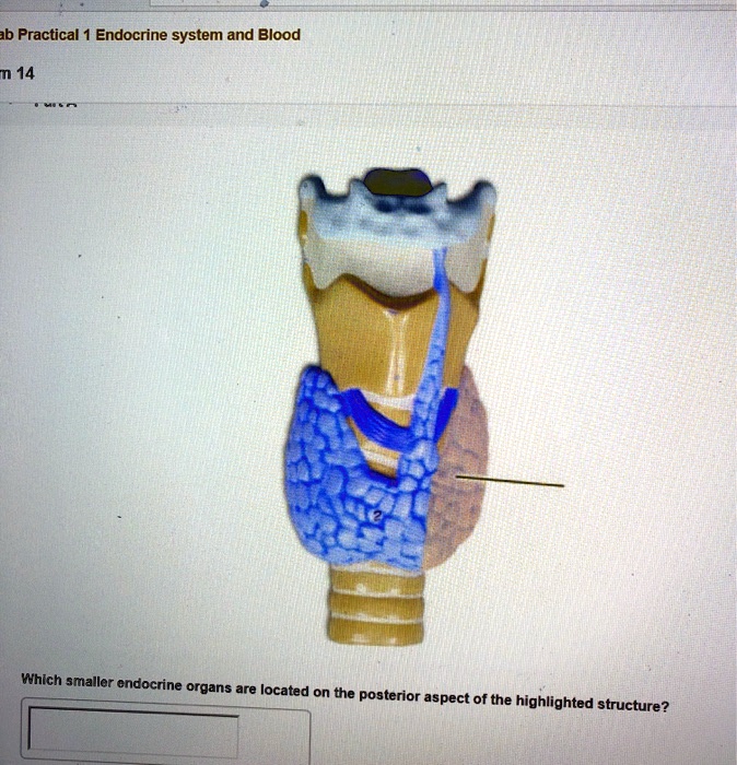SOLVED: Practical 1 - Endocrine System and Blood m14 Which smaller endocrine organs are located ...