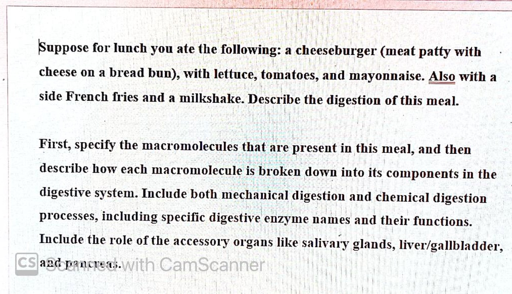 suppose for lunch you ate the following a cheeseburger meat patty with ...