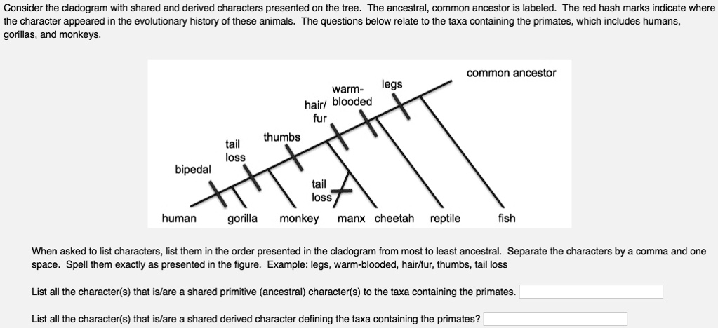 consider the cladogram with shared and derived characters presented on ...
