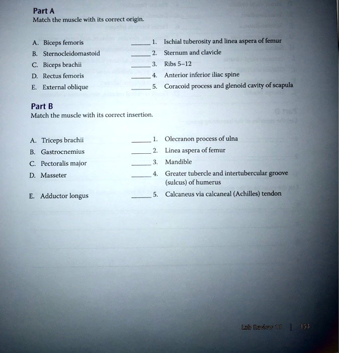 Solved Part A Match The Muscle With Its Correct Origin A Biceps Femoris B