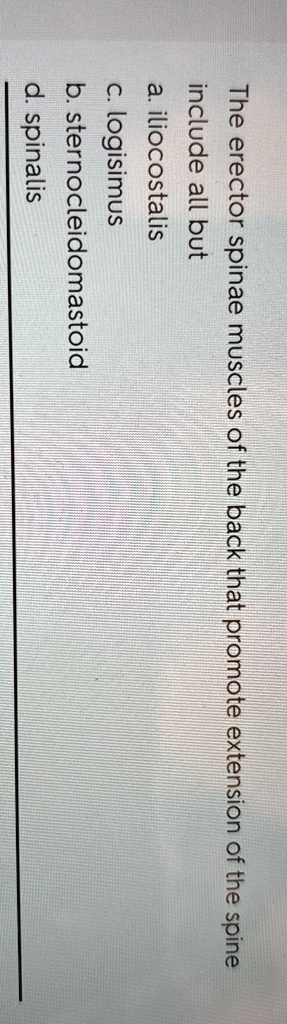 The erector spinae muscles of the back that promote extension of the ...