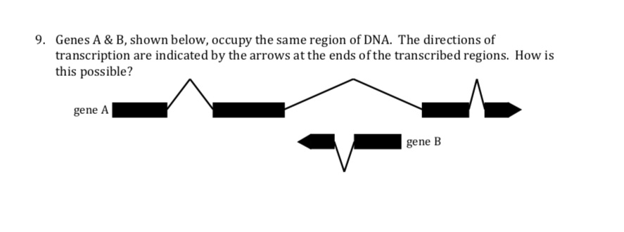 SOLVED: Genes A B, shown below, occupy the same region of DNA. The ...