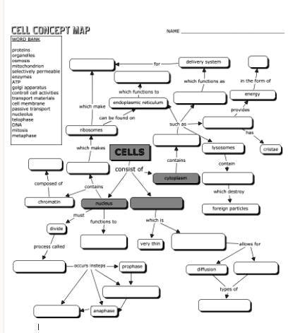 CELL CONCEPT MAP WORD BANK proteins organelles osmosis mitochondrion ...