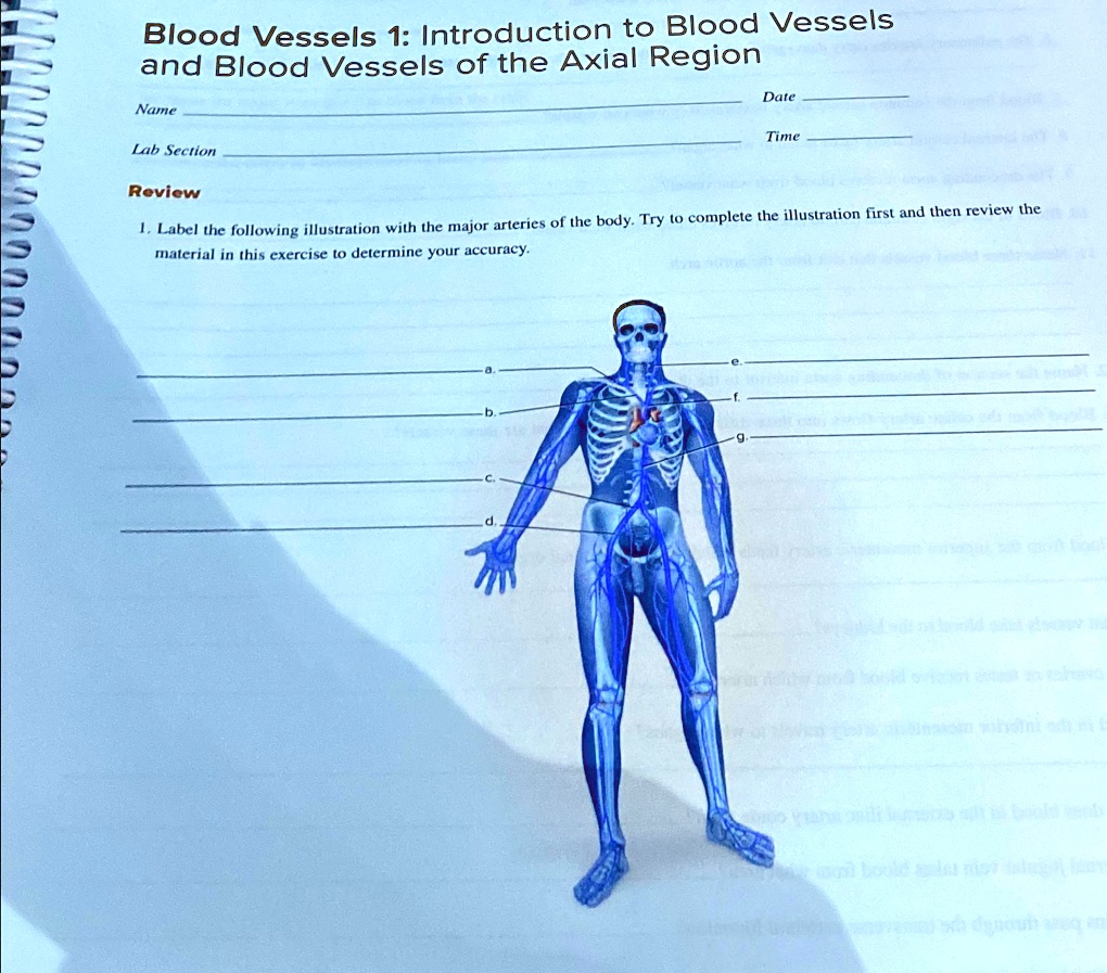 Blood Vessels 1: Introduction to Blood Vessels and Blood Vessels of the ...