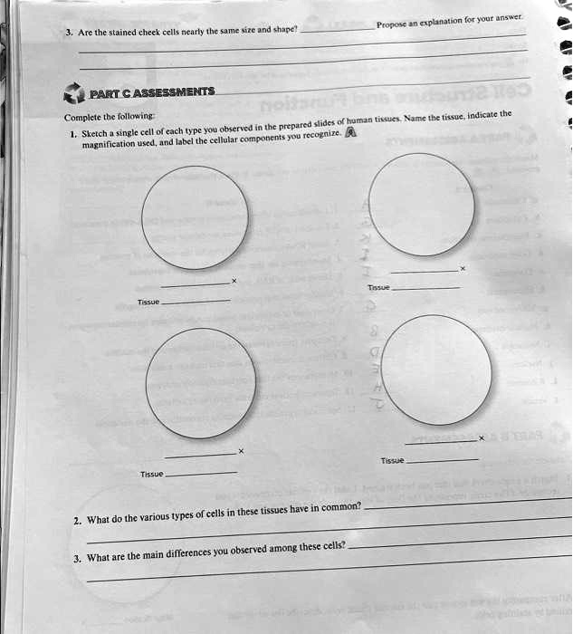 SOLVED: Texts: 3, Are the stained cheek cells nearly the same size and ...