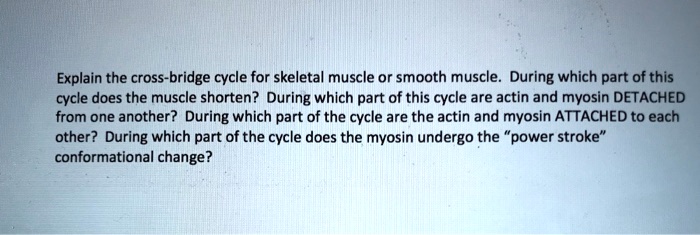 Explain the cross-bridge cycle for skeletal muscle or smooth muscle ...
