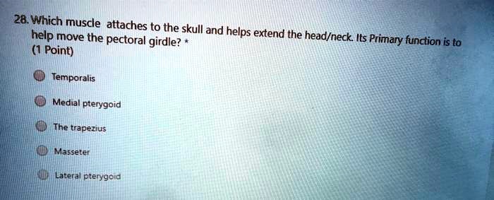 VIDEO solution: 28.Which muscle attaches to the skull and helps extend ...