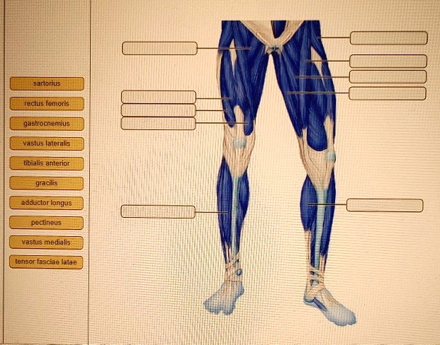 sartorius rectus femoris gastrocnemius vastus lateralis tibialis ...