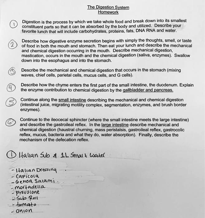 The Digestive System Homework Digestion is the process by which we take ...