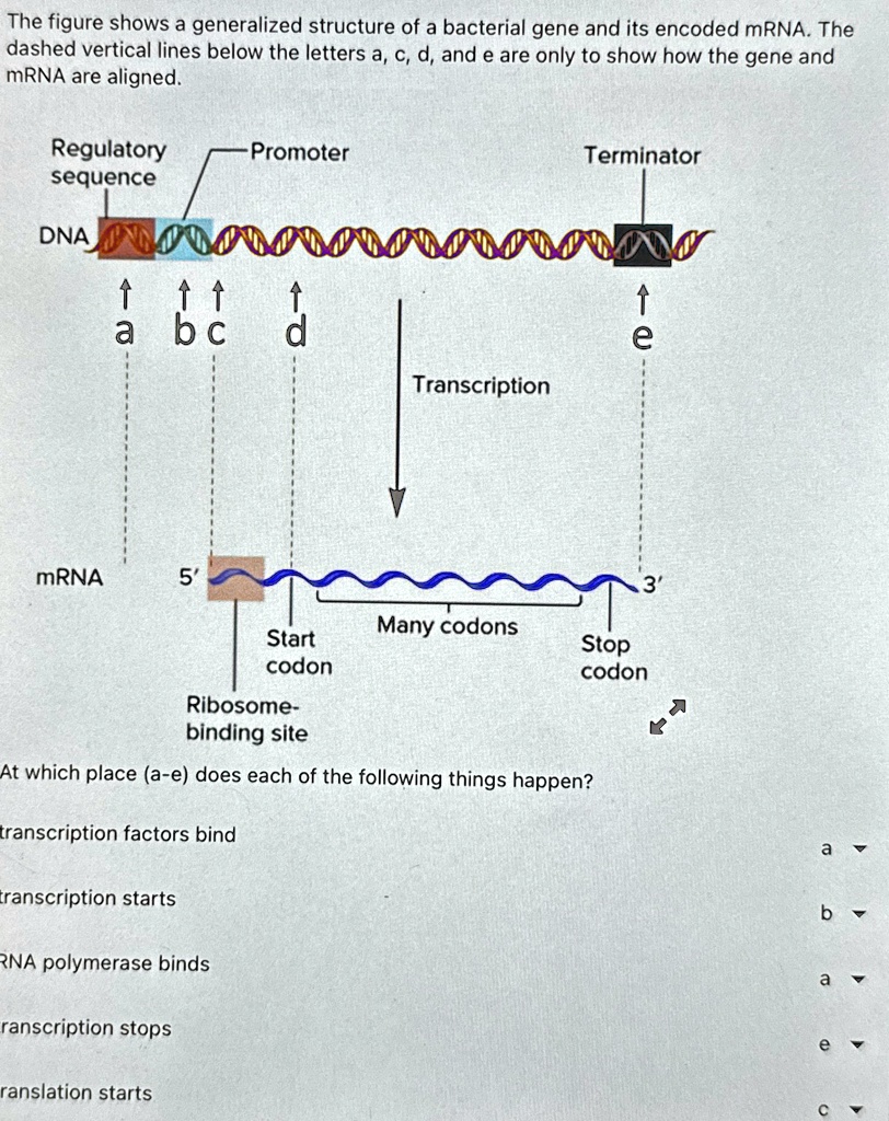 SOLVED: The figure shows a generalized structure of a bacterial gene ...