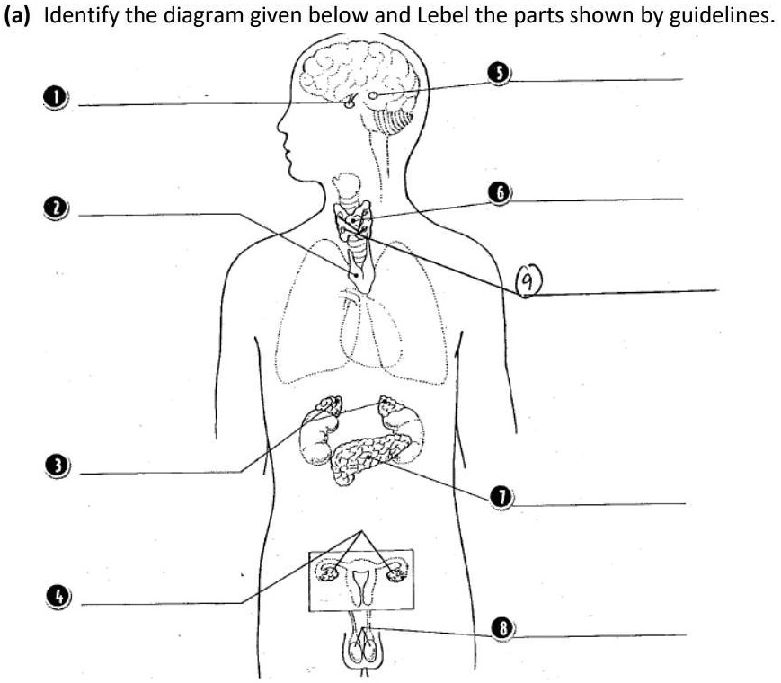 SOLVED: Identify the diagram given below and label the parts shown by ...