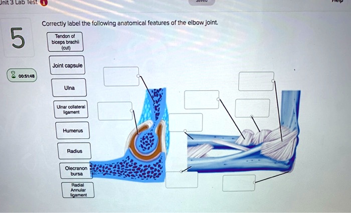 SOLVED: Joint capsule Tendon of biceps brachii (cut) Ulna Ulnar ...