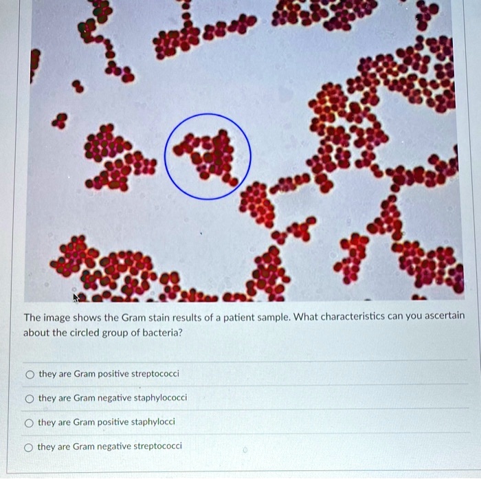 08 48 the image shows the gram stain results of patient sample what ...