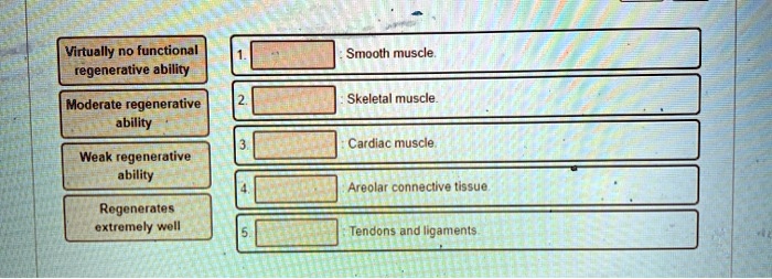 SOLVED: Virtually no functional regenerative ability Smooth muscle ...