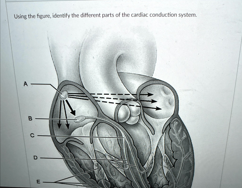 Using the figure, identify the different parts of the cardiac conduction system. A B C D E