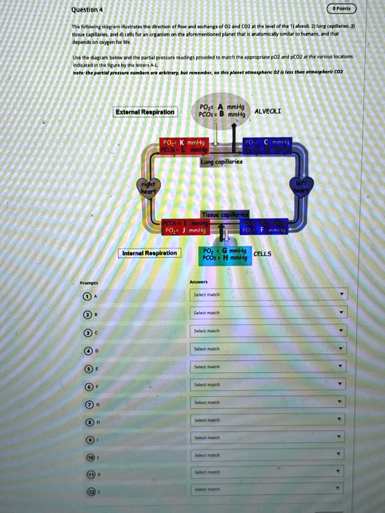 The following diagram illustrates the direction of flow and exchange of ...