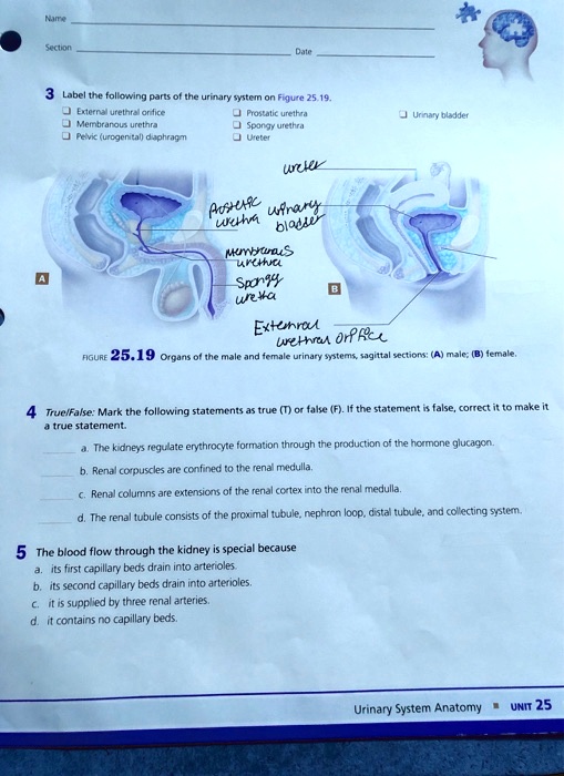 SOLVED: Name Section 3 Label the following parts of the urinary system ...