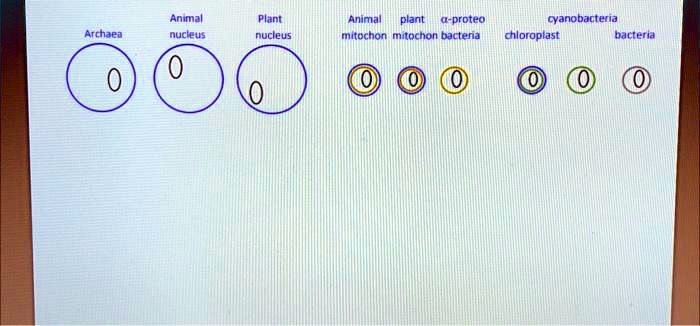 Archaea Animal nucleus Plant nucleus Animal plant α-proteo mitochon ...