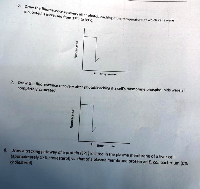 SOLVED:Draw the incubated ' fluorescence: Tecovery increased after from 37"â‚¬ t0 39"â‚¬â‚¬ ...