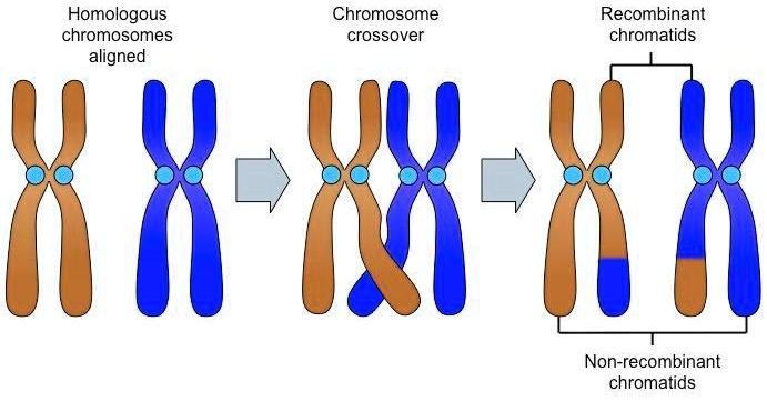 SOLVED: La siguiente figura corresponde a uno de los procesos que ...