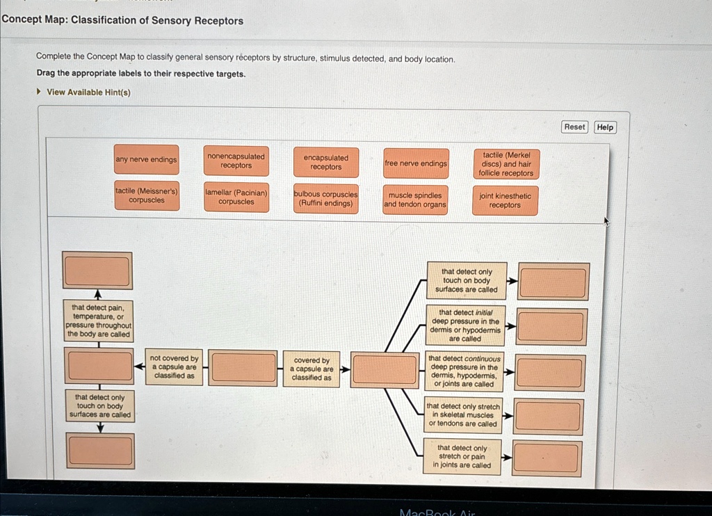Concept Map: Classification of Sensory Receptors Complete the Concept ...