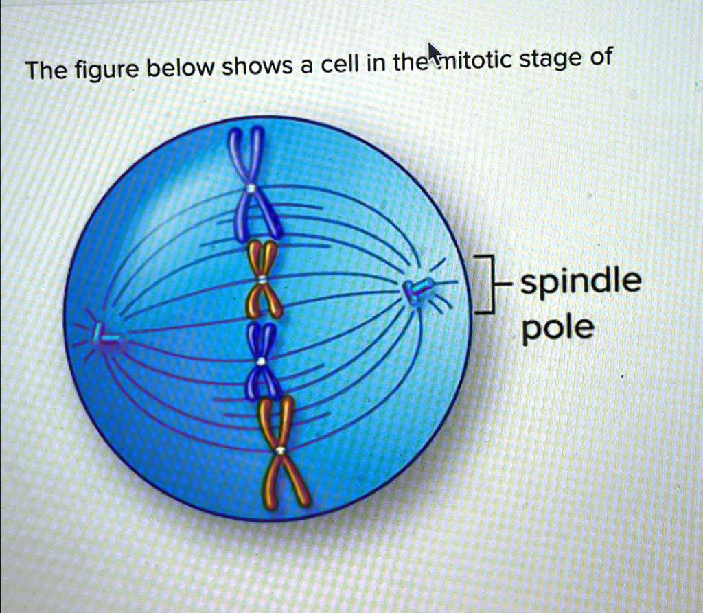 The figure below shows a cell in thetnitotic stage of The figure below shows a cell in the ...