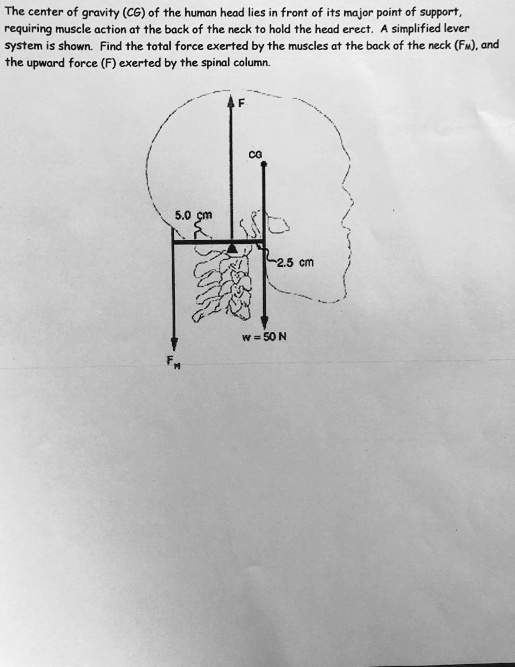 the center of gravity cg of the human head lies front of its major ...