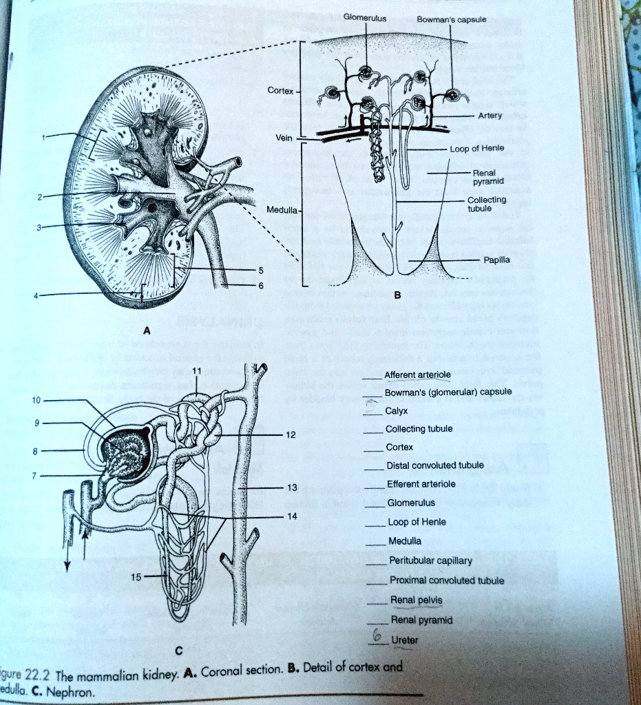 glomerulus bowman capsule cortex artery vein loop of henle renal ...
