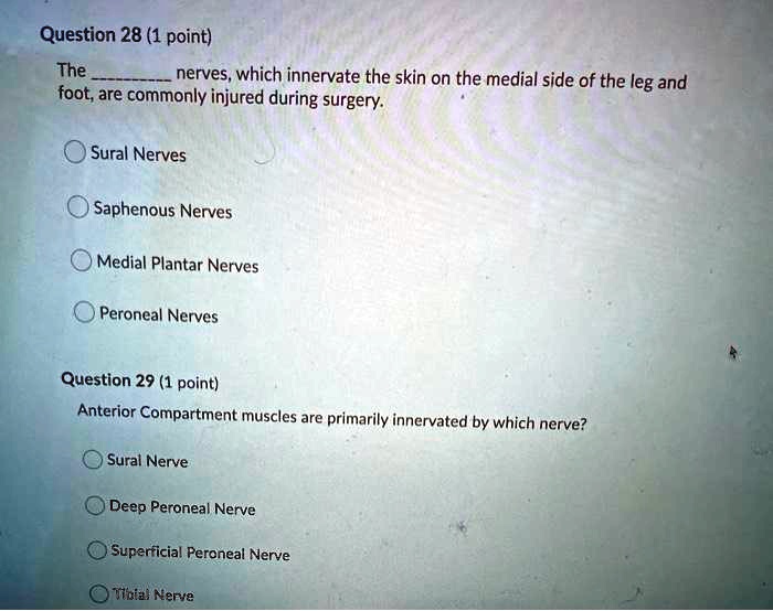 Question 28 (1 point) The nerves, which innervate the skin on the ...