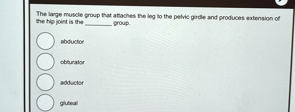 The large muscle group that attaches the leg to the pelvic girdle and ...
