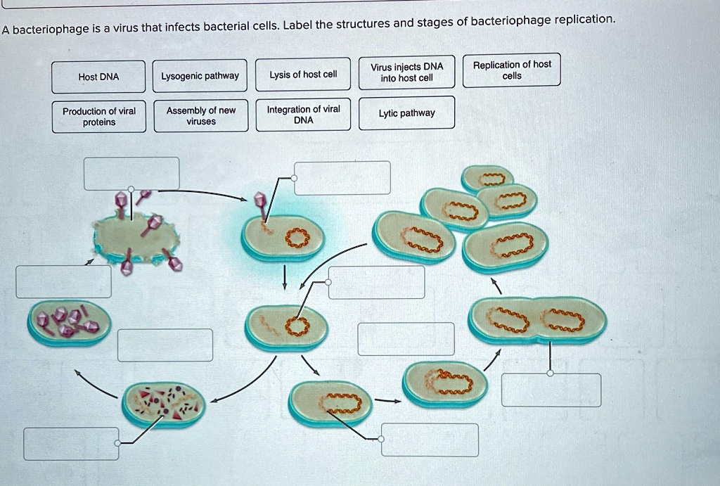 A bacteriophage is a virus that infects bacterial cells. Label the ...