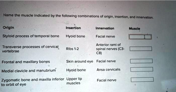 SOLVED: Name the muscle indicated by the following combinations of ...