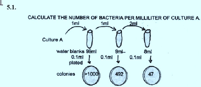 SOLVED: CALCULATE THE NUMBER OF BACTERIA PER MILLILITER OF CULTURE Culture A water blanks: 9ml ...