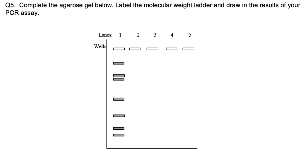 SOLVED:Q5_ Complete the agarose gel below. Label the molecular weight ...