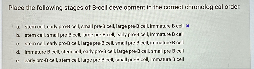 Place the following stages of B-cell development in the correct ...