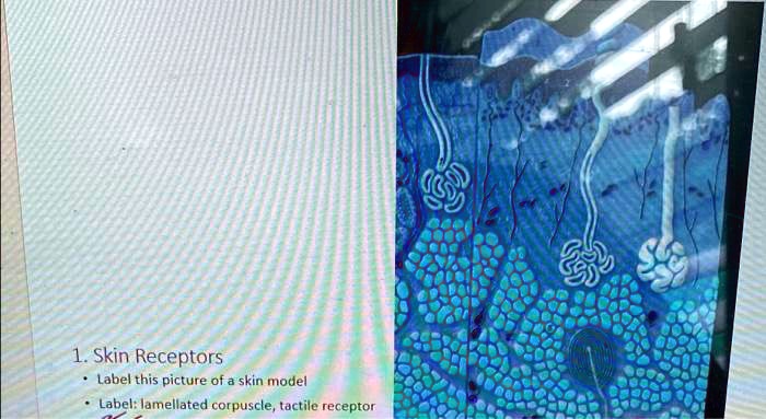 SOLVED: Skin Receptors Label this picture of a skin model ...