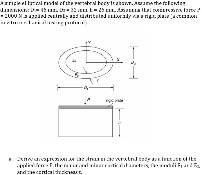 SOLVED: A simple elliptical model of the vertebral body is shown ... SOLVED: A simple elliptical model of the vertebral body is shown ...