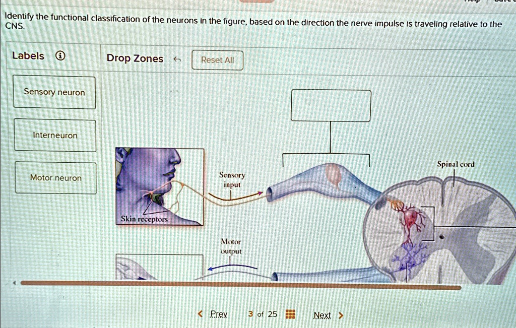 Identify The Functional Classification Of The Neurons In The Figure Based On The Direction The