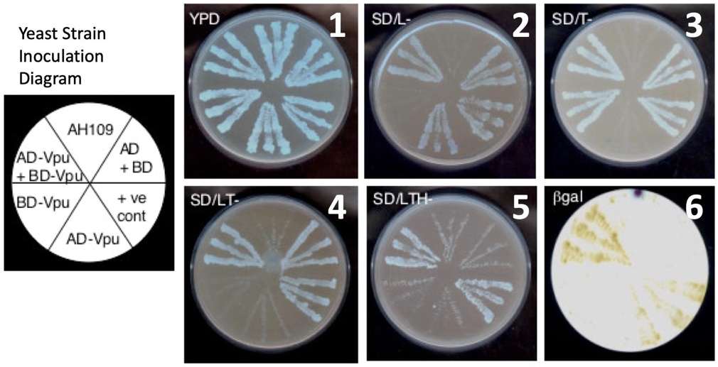 Yeast Strain Inoculation Diagram YPD 1 SD/L- 2 SD/T- 3 AH109 AD-Vpu +BD ...