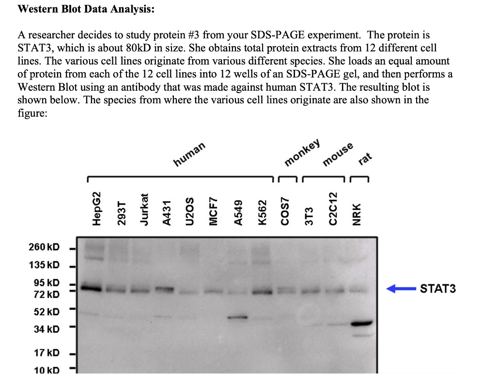 SOLVED: Western Blot Data Analysis: A researcher decides to study ...