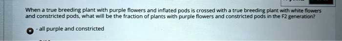 when a true breeding plant with purple flowers and inflated pods is ...