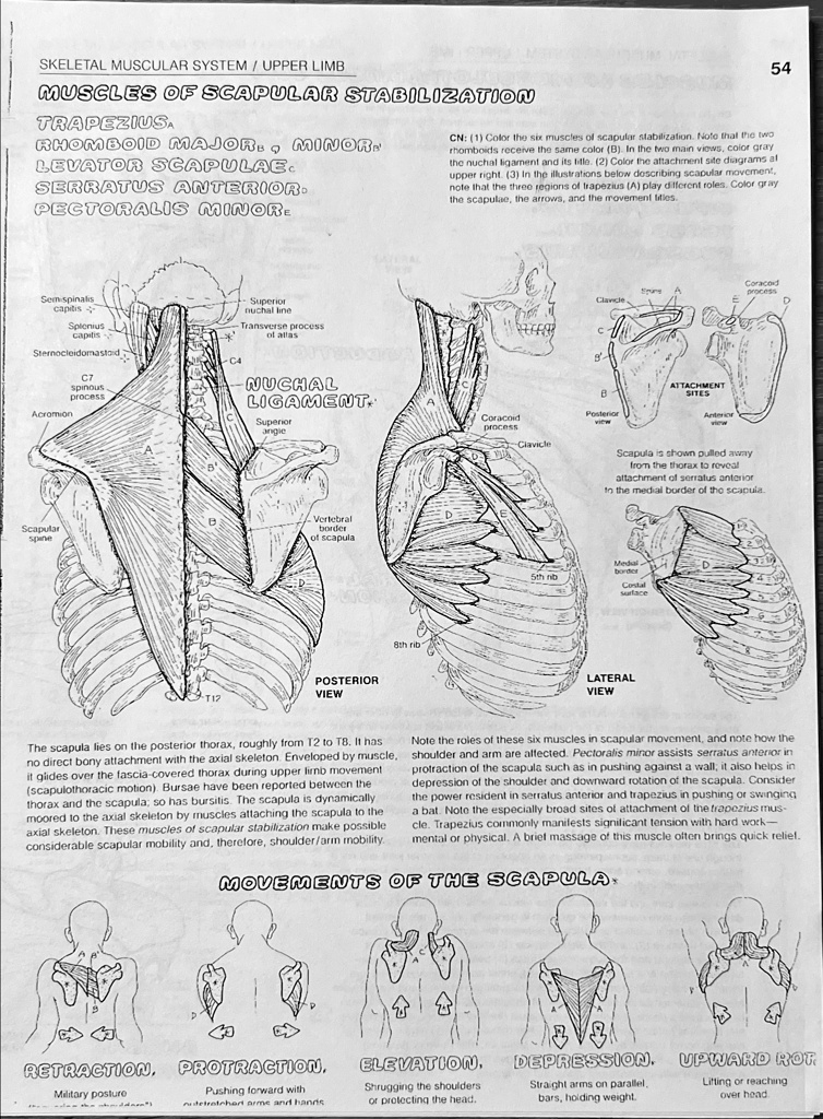 SKELETAL MUSCULAR SYSTEM / UPPER LIMB 54 MUSCLES OF SCAPULAR ...