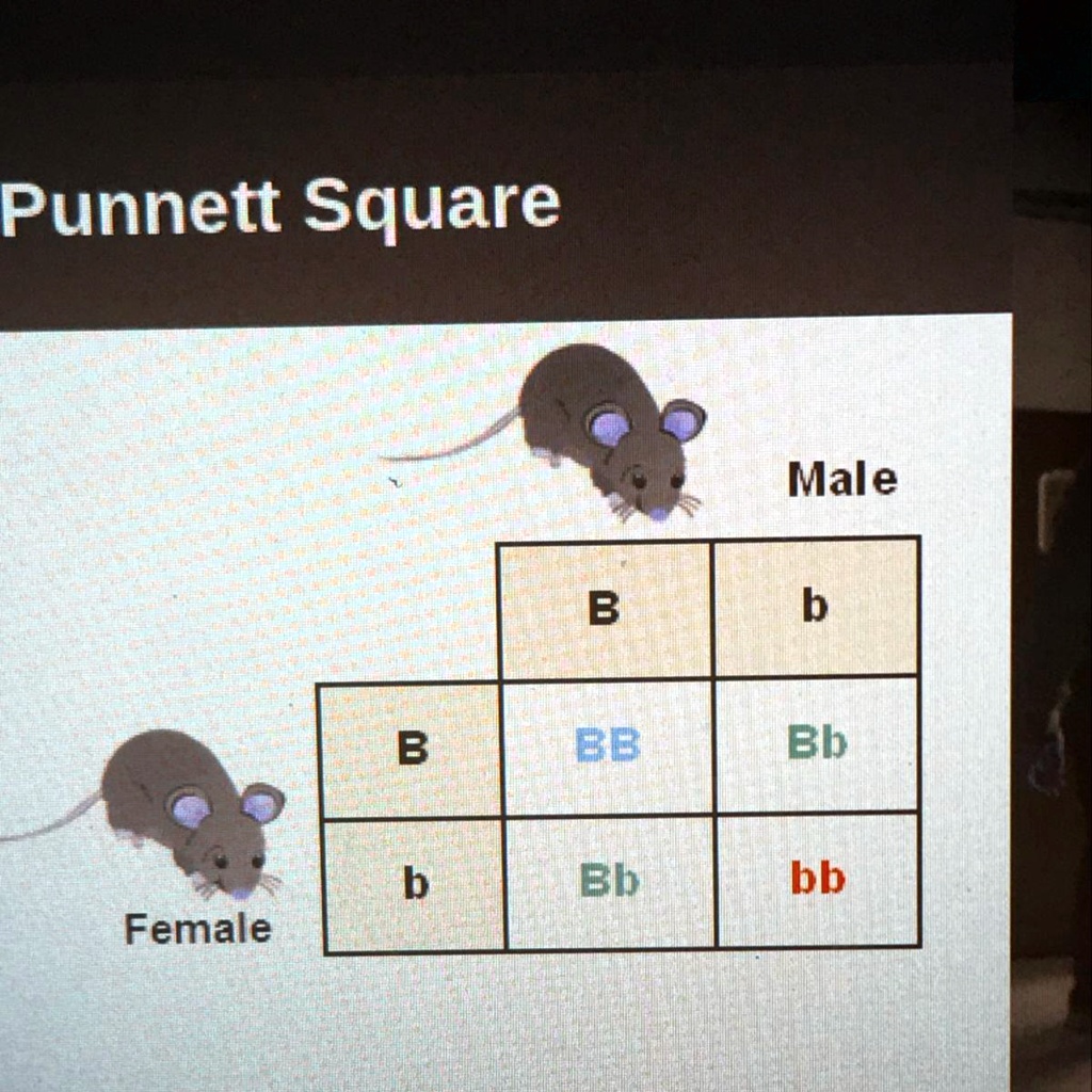 Punnett Square Male B b B BB Bb b Bb bb Female